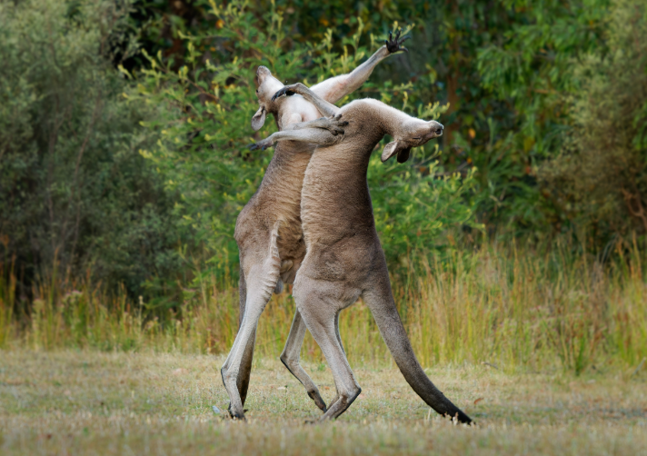 Anatomy of a Disaster: The WWF Brawl For All Tournament - Scott's Blog ...